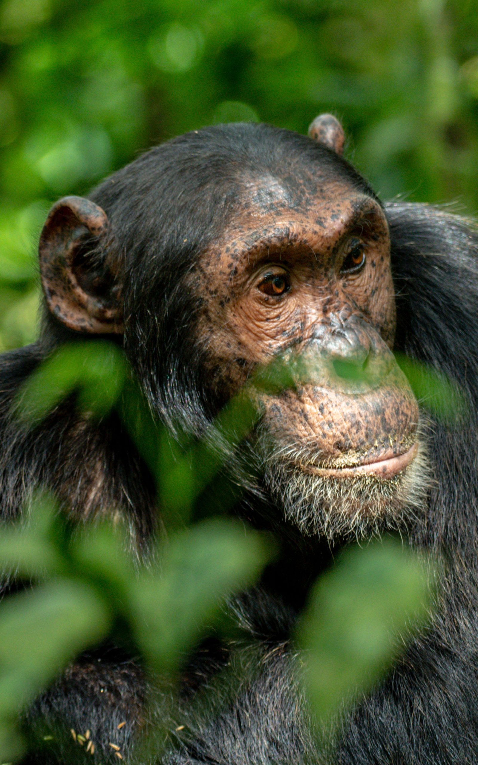 8 Day Uganda Gorilla & Wildlife Safari - Journey Smiles Expeditions